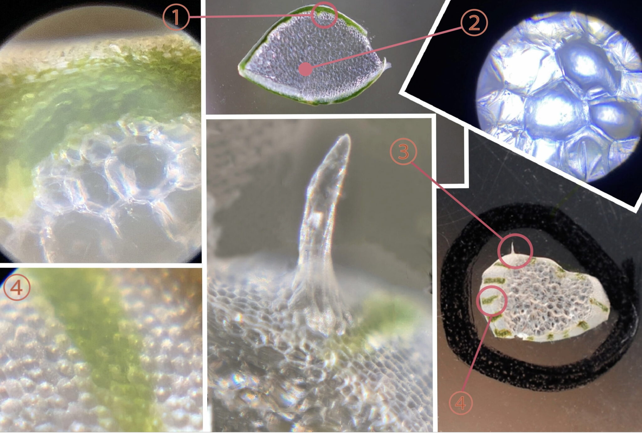 透明感に心奪われるハオルチア属「オブツーサ」の特徴や育て方とその美しさのポイント’湿度’について
