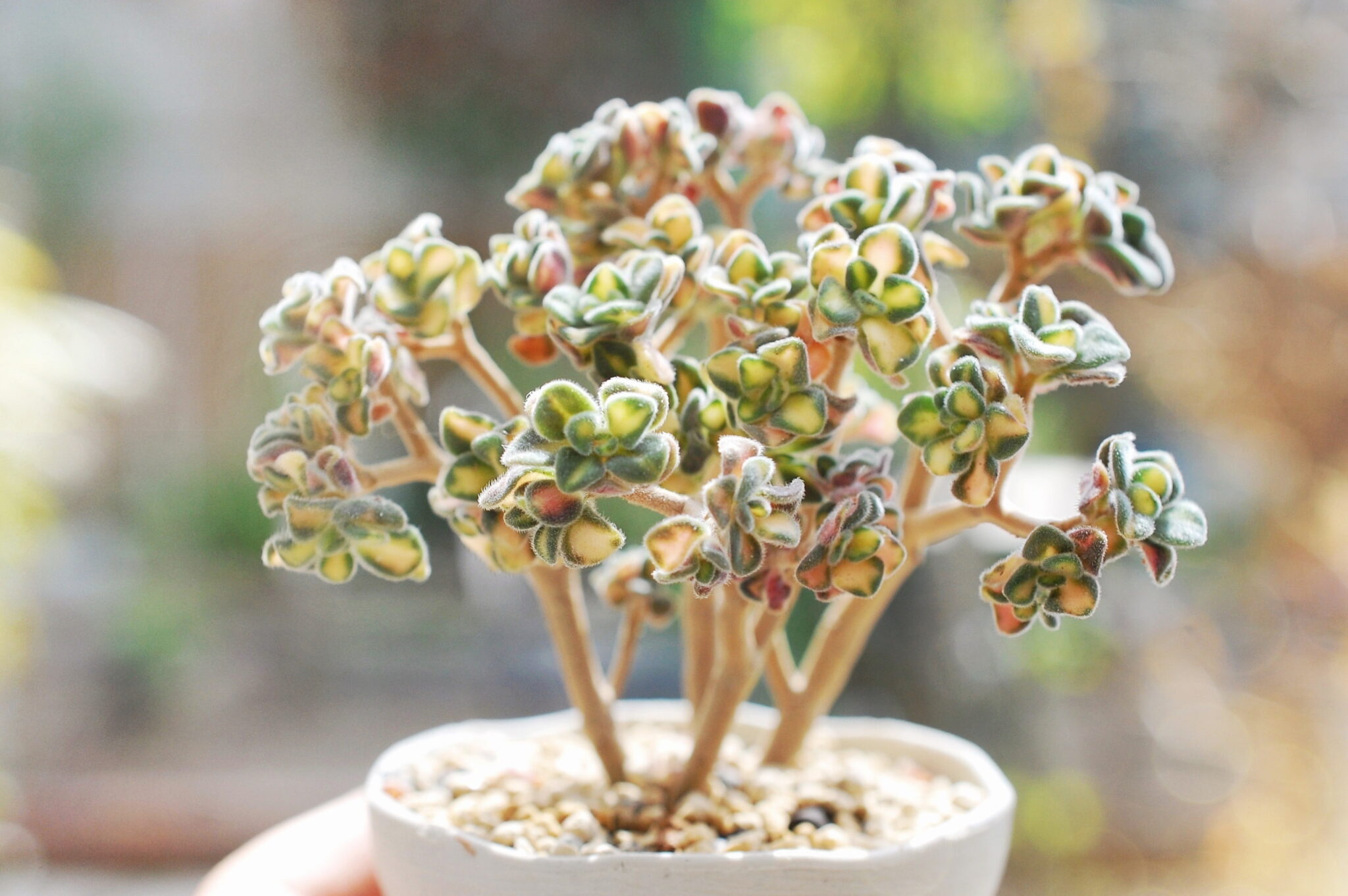 多肉植物とは？ What is Succulents ? | 多肉植物との暮らしを楽しむ『箱庭』 Hakoniwa succulents plants